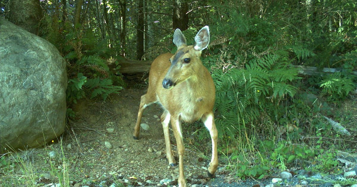 Oak Bay Urban Deer Project