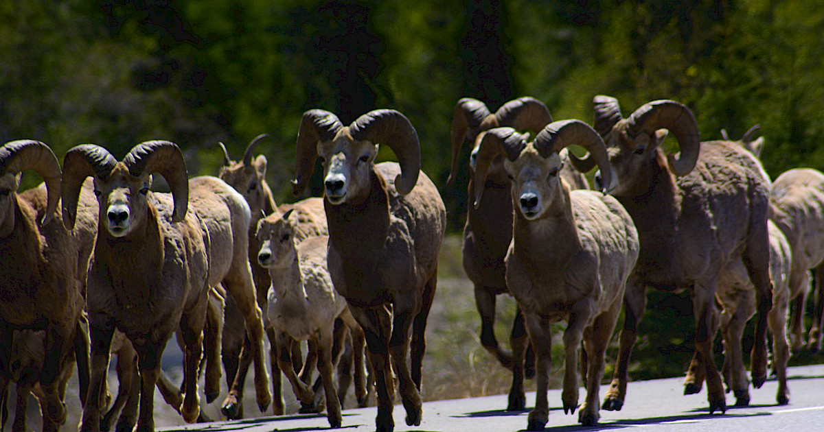 Protocols Developed by Other Organizations