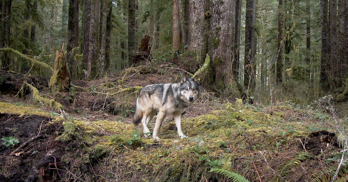 Gary Schroyen: The Story of a Released Wolf