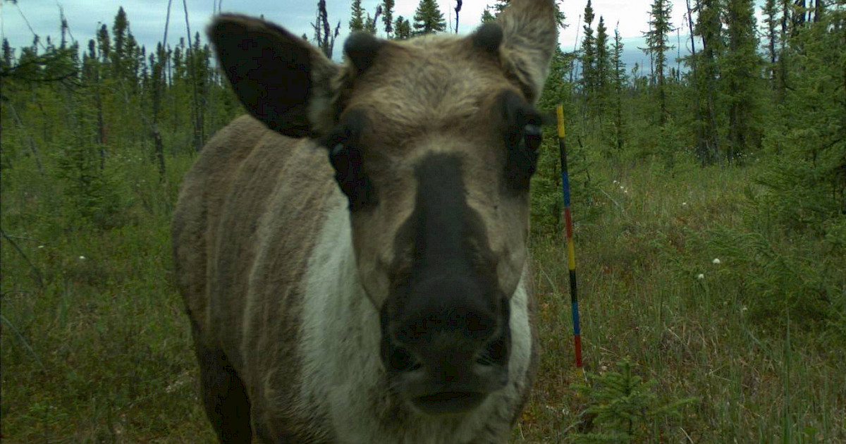 Collaborative Wildlife Monitoring in NW Alberta Caribou Ranges