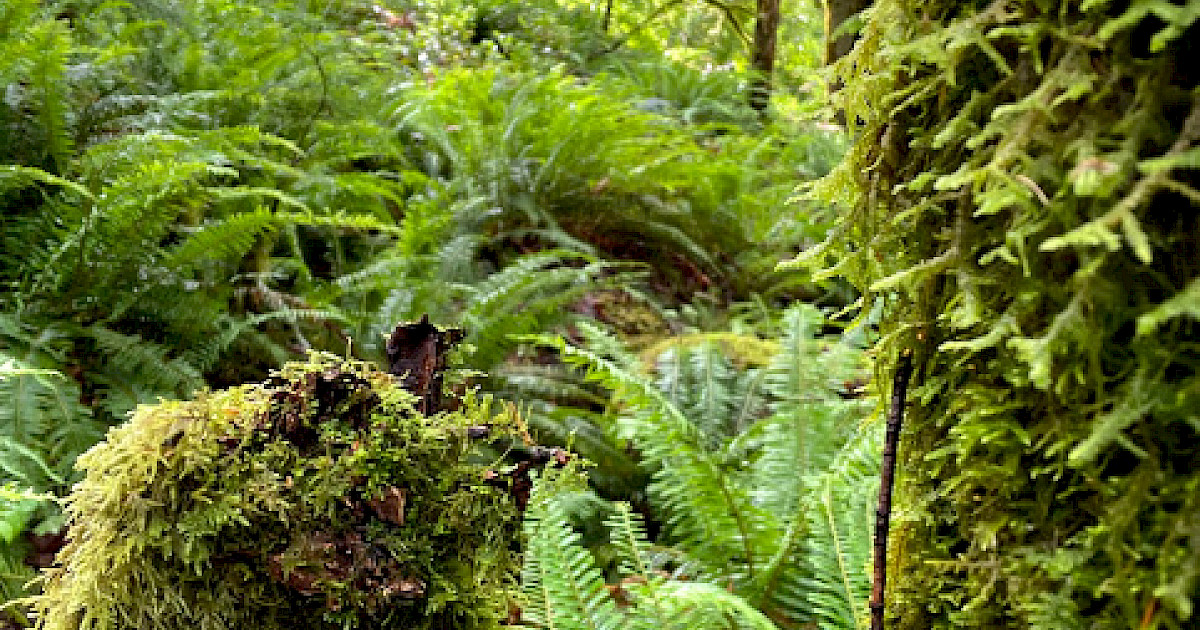 Sechelt Peninsula - Mammal Camera Study
