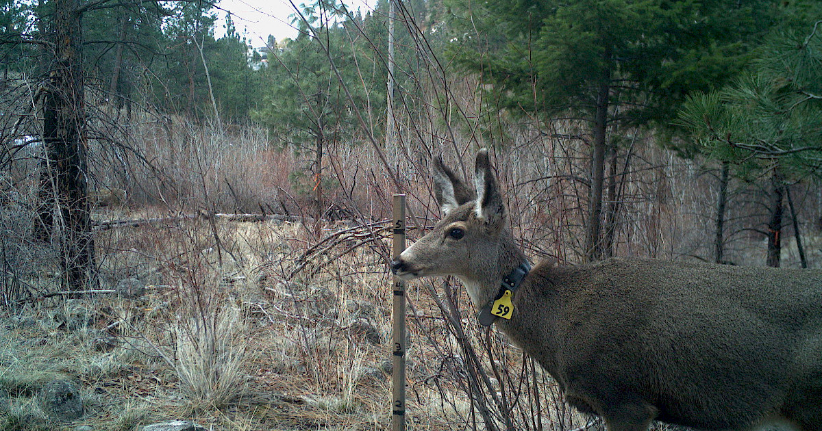 Southern Interior Mule Deer Project