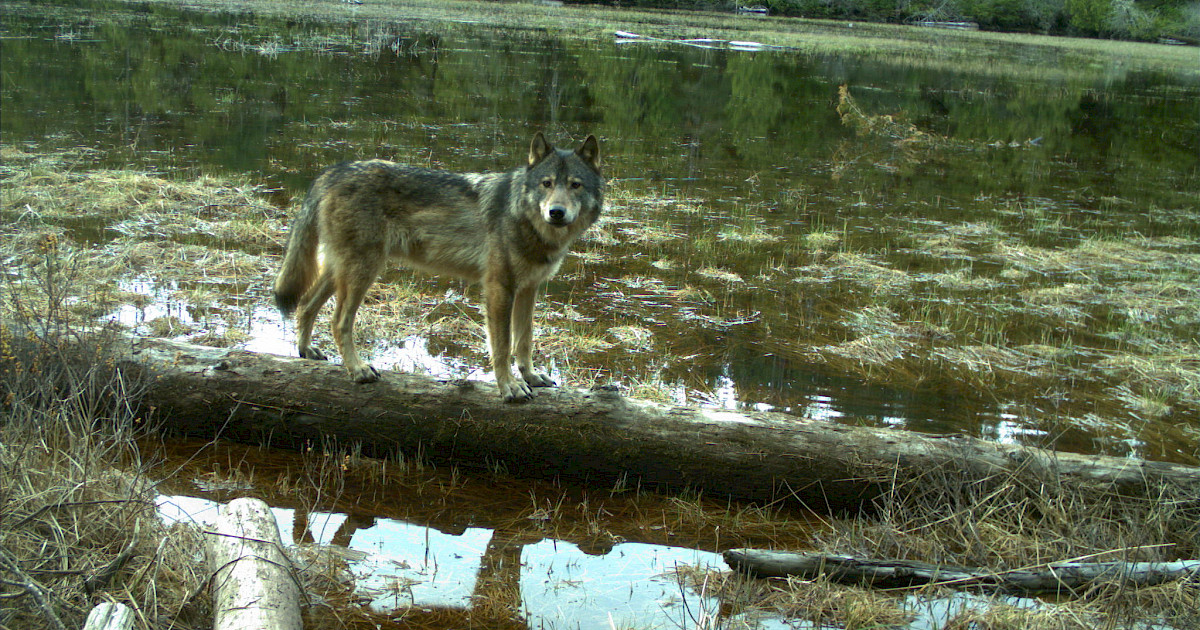 Human-Wolf Coexistence in Pacific Rim National Park Reserve