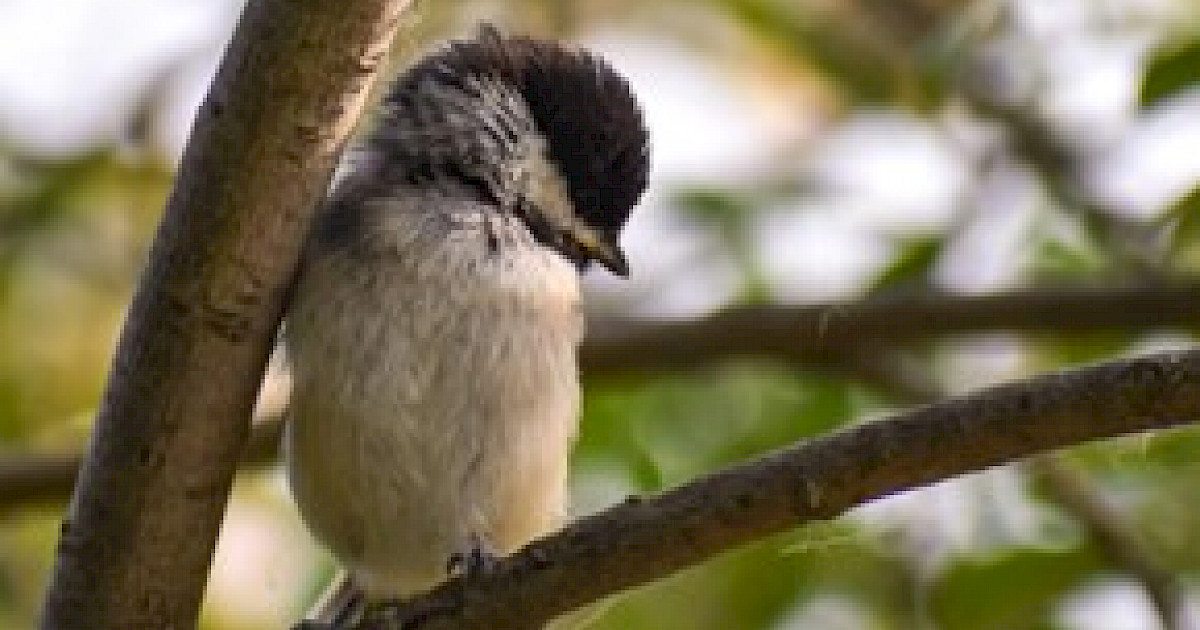 Linking herbivores to bird communities