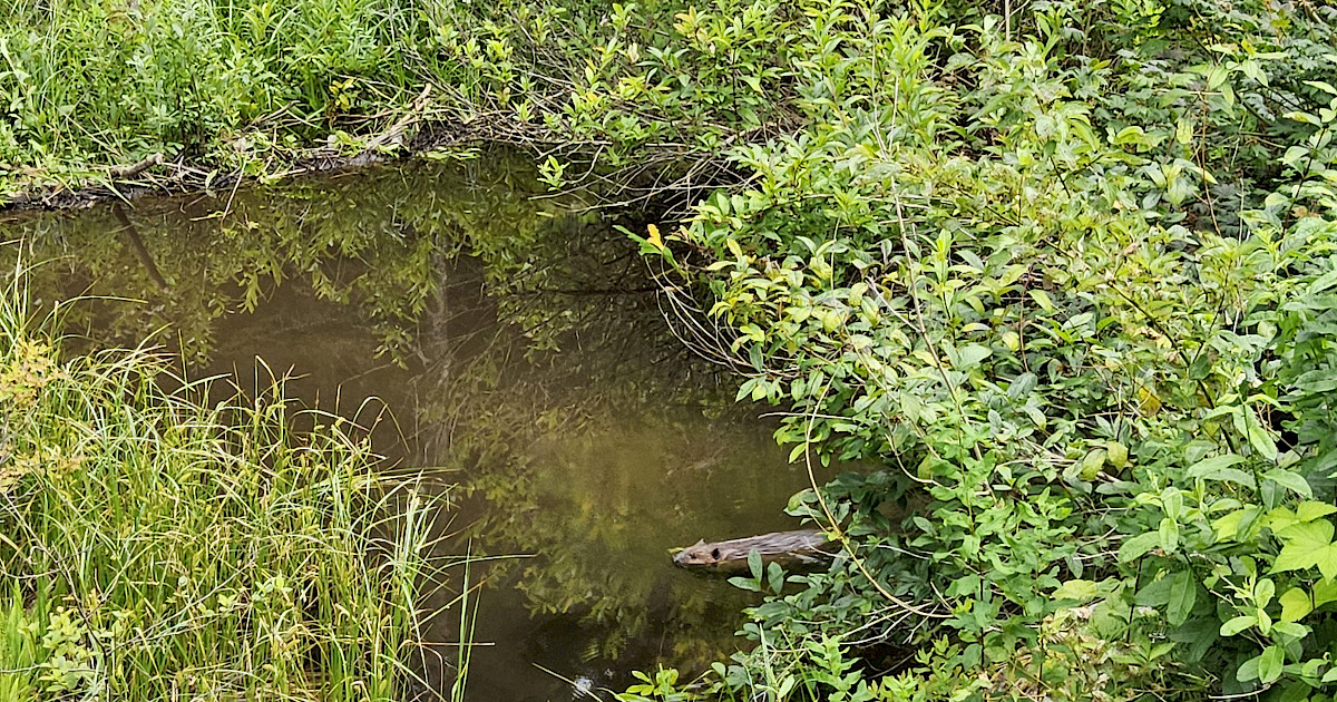 Beaver/frog wetlands of xaxtsa territory.